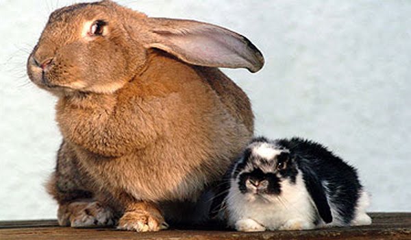 Frumuşica: Cel mai mare iepure din lume