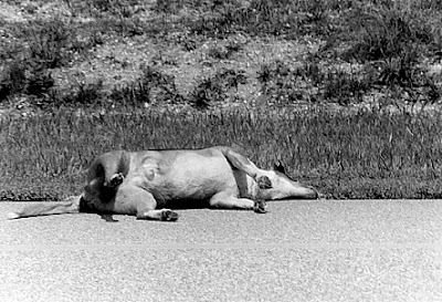 Magic Lantern Show: Three Dead Dogs