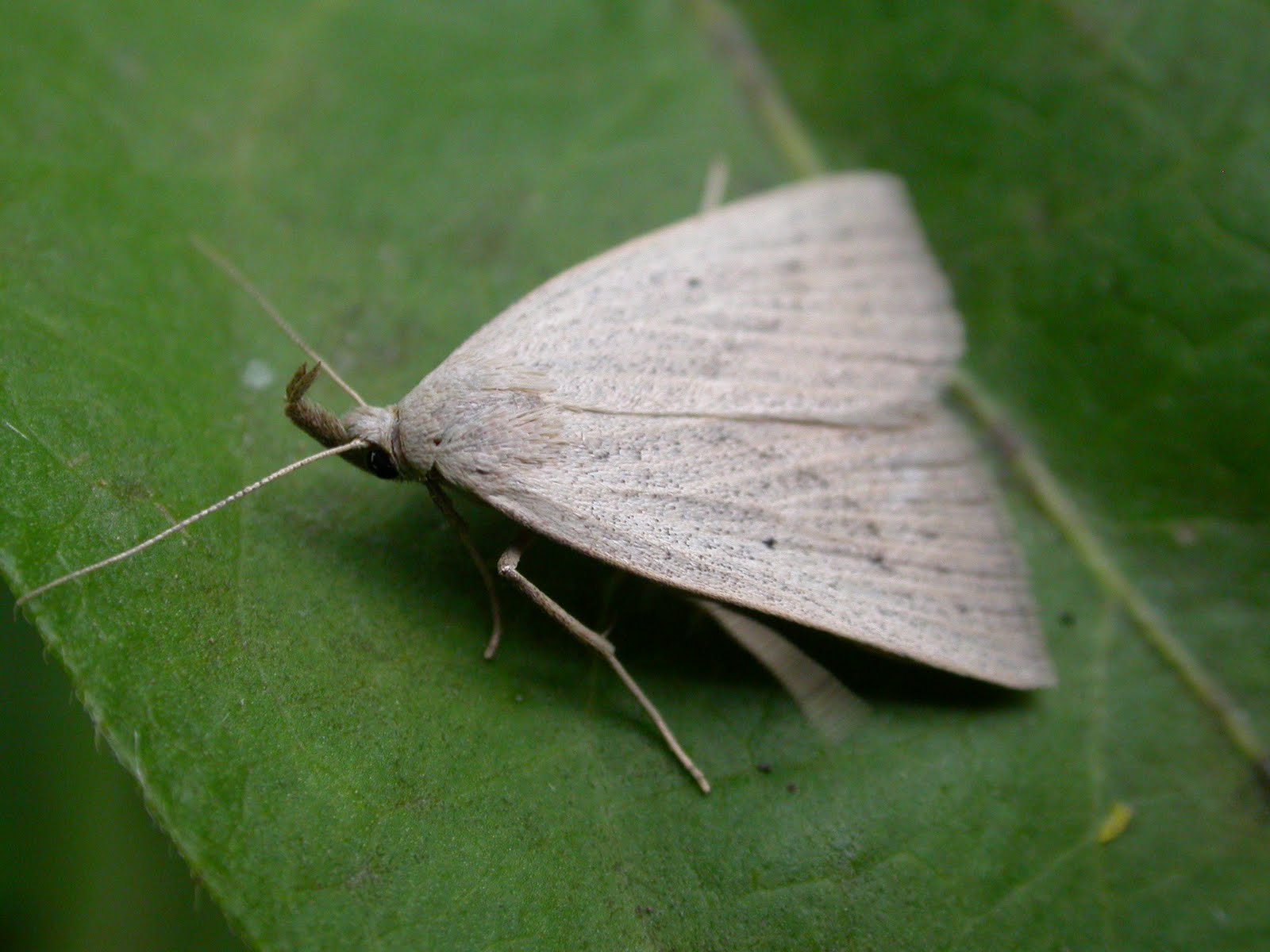 The Lyons Share: Brown Sedge and Dotted Fan-foot