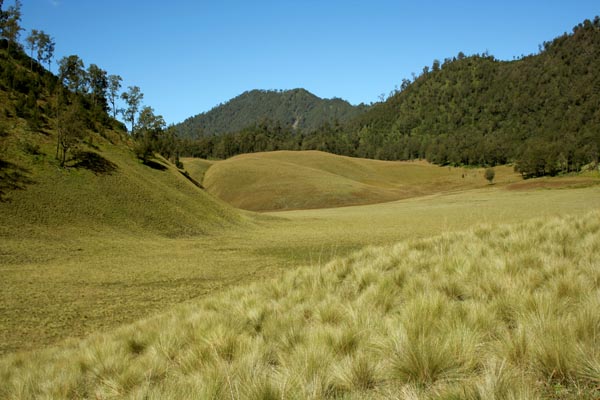 Info Blog: wisata Indonesia Sabana (SAVANA)