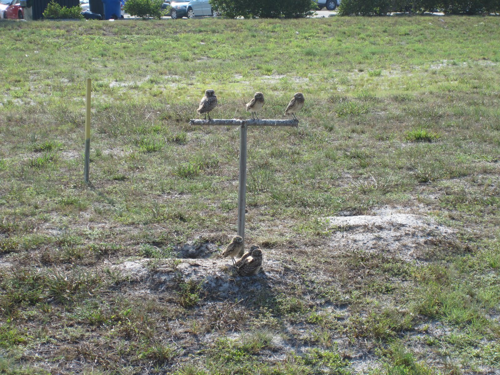 Marsh Mucking: Since when do birds live underground?