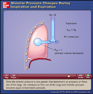 doctors videos backup: Physiology:alveolar pressure changes during ...