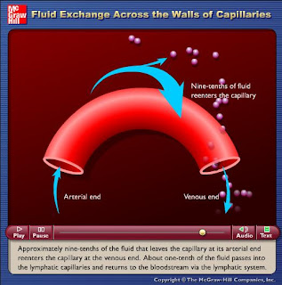 doctors videos backup: Physiology: fluid exchange across the wall of ...