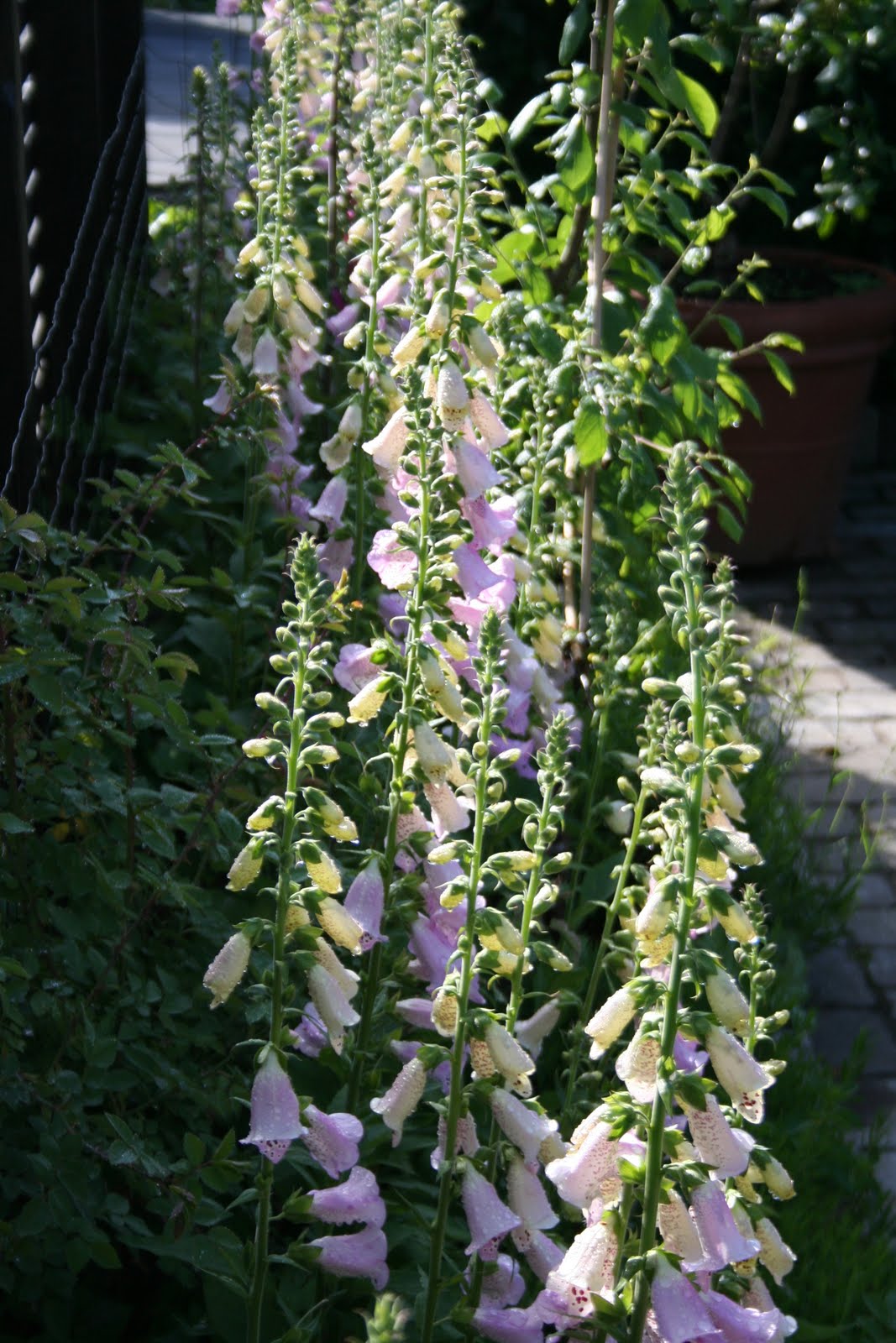 havedagbogen : Digitalis purpurea 'Camelot Lavender'.