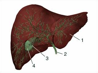 Health Conscious Tips: Getting rid of gall / liver stones