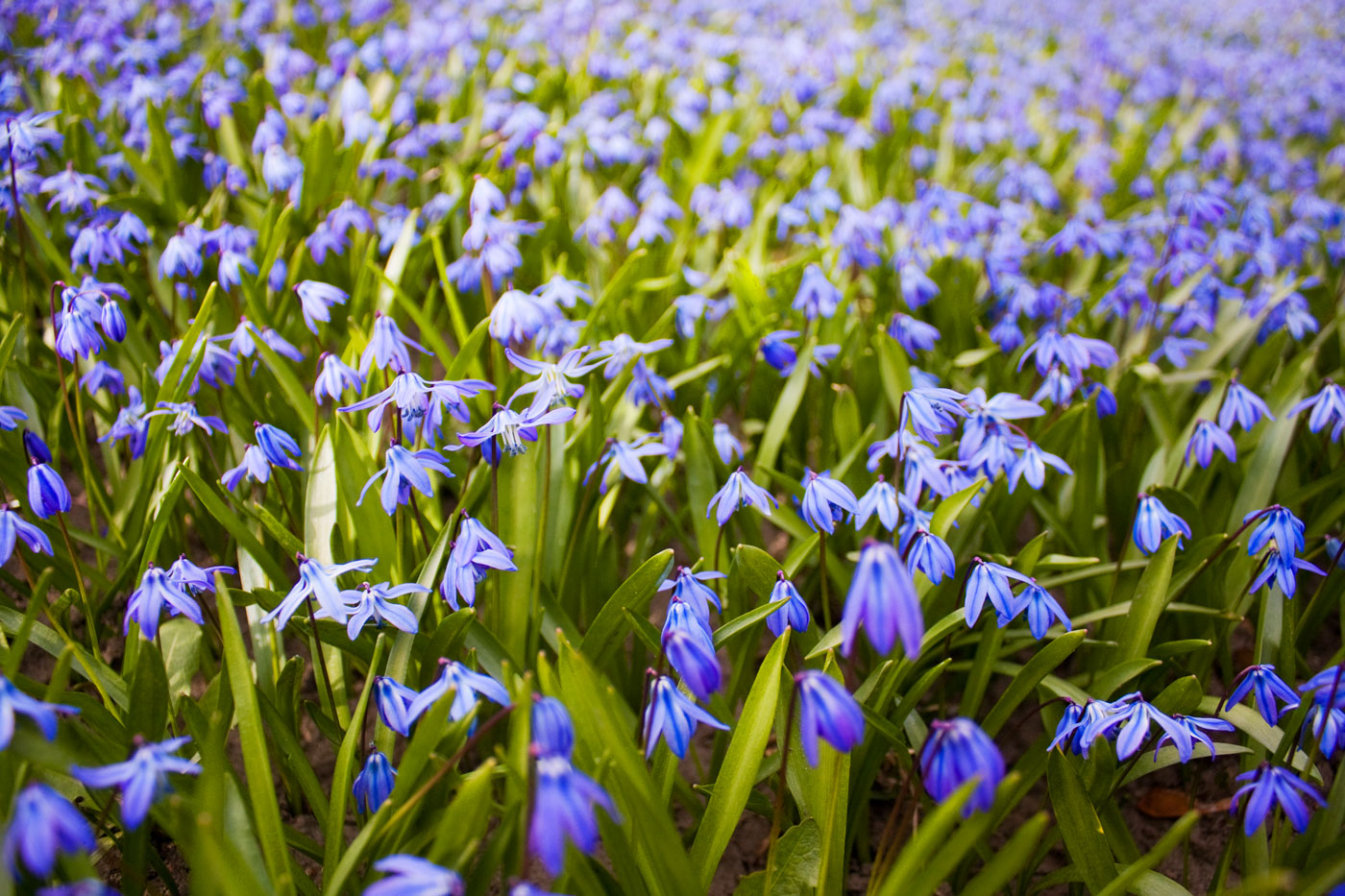 OsloPhotoBlog: The first signs of Spring