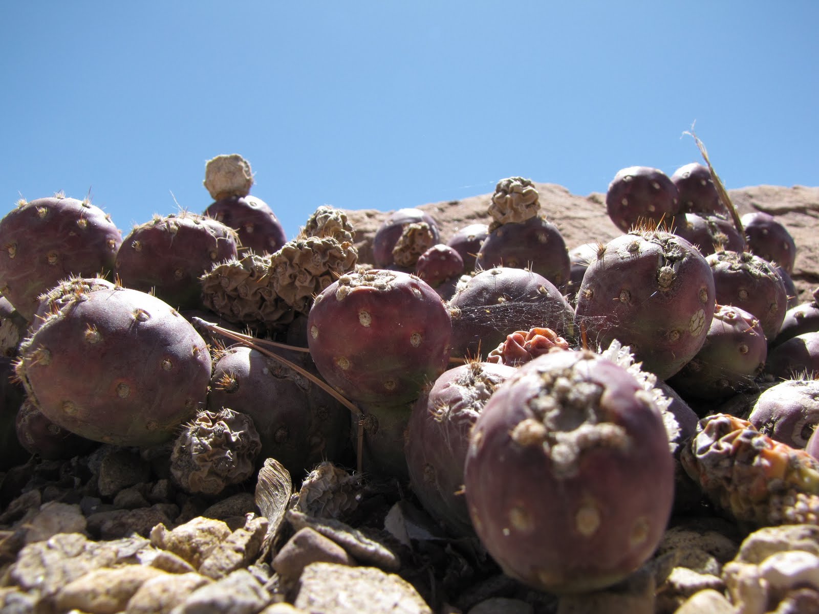 Montrose Daily Photo: Potato Cactus