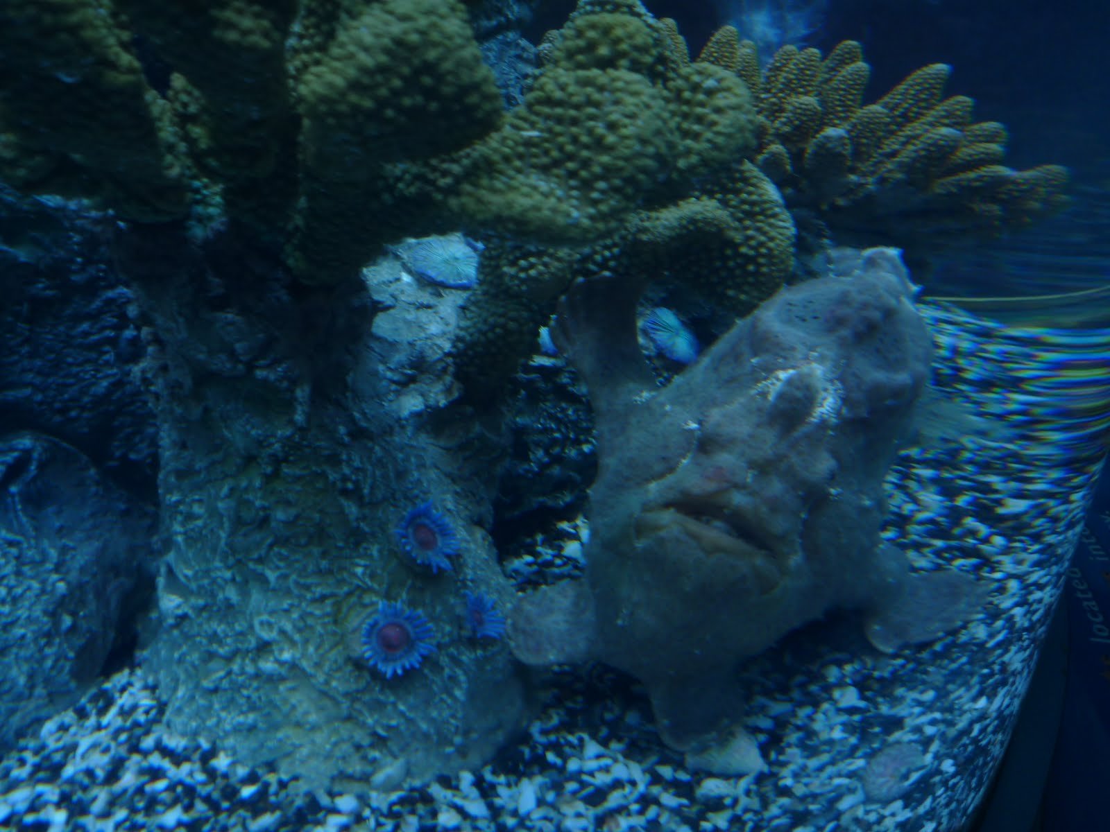 Mr. P & Fuchiko's Adventures: Camouflage fish