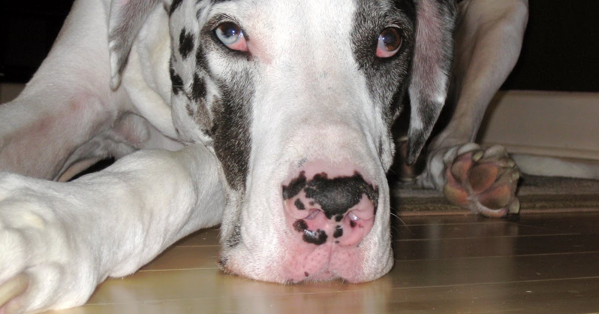 Serendipity is Sweet: The Daily Dog Bone