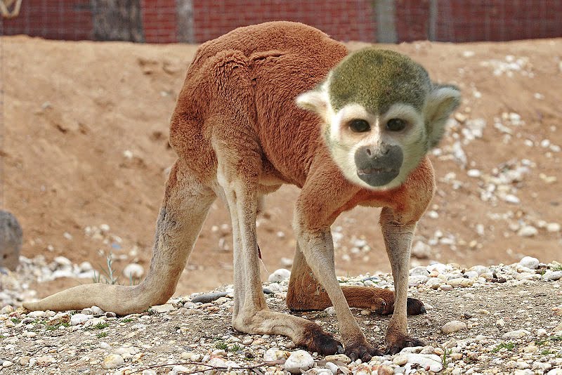 Digital Design Blog: SpiderMonkey kangaroo