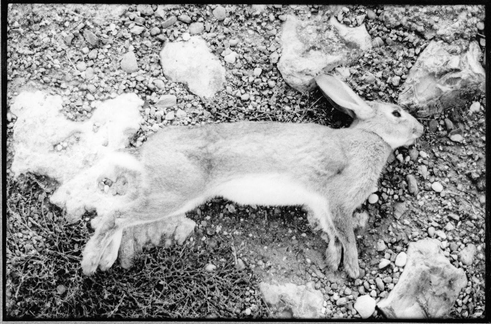 i see dead animals: dead rabbit