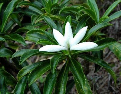 De l'Italie à la Polynésie...en un clic: La légende du tiare Apetahi