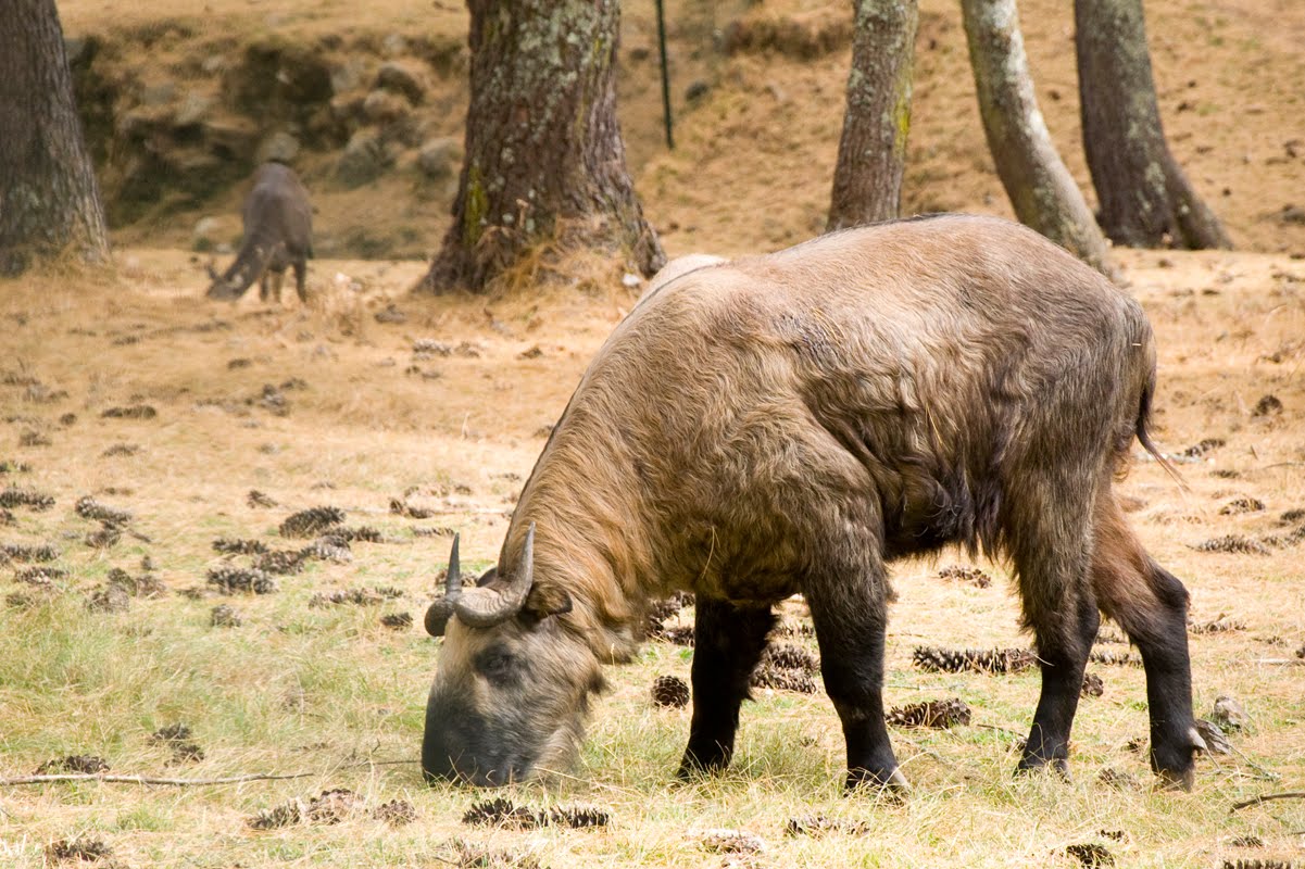 WWF Bhutan - Kimi Adolph: Meet a Takin Herd