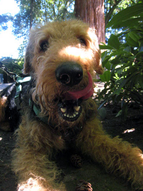 Bogart Handsome Devil, Airedale Terrier Puppy Dog Blog: Let's Make a ...