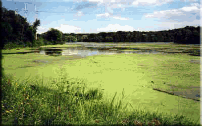 water pollution: EUTROPHICATION