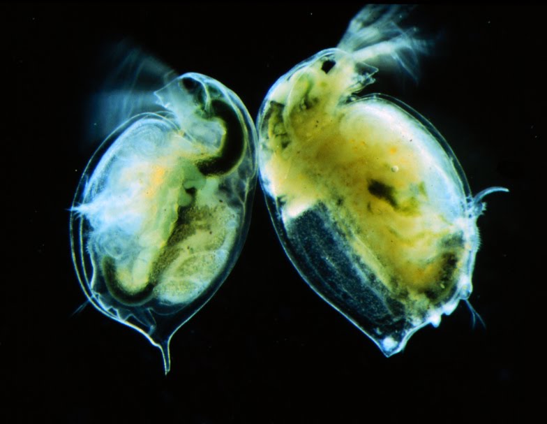 Chandramohan Official Blog Site: November 2010