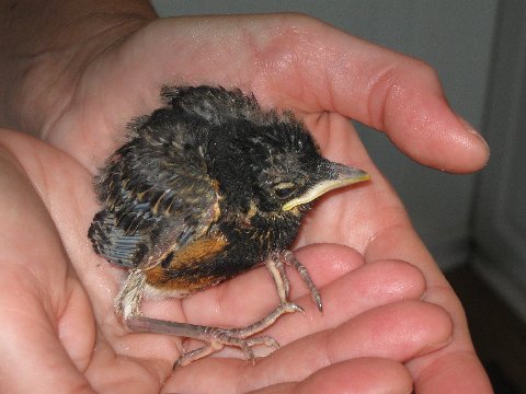 How to Care for a Baby Robin