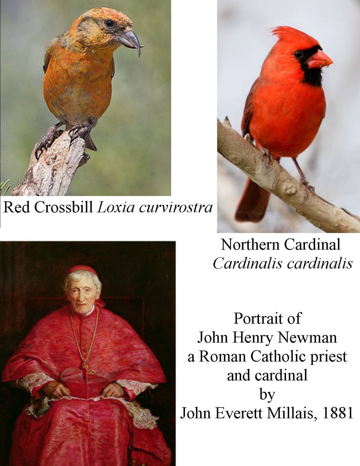 Northern Cardinal Bird