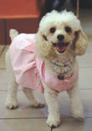 Pets Corner: What Exactly is a Siamese Cat.