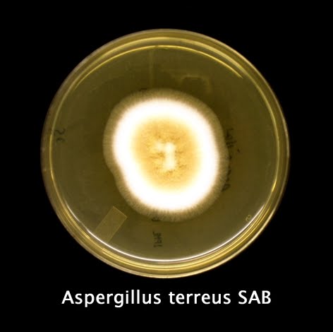 Fun With Microbiology (What's Buggin' You?): Aspergillus terreus