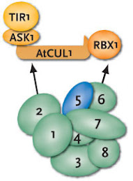 Proteomics related to CSN complex