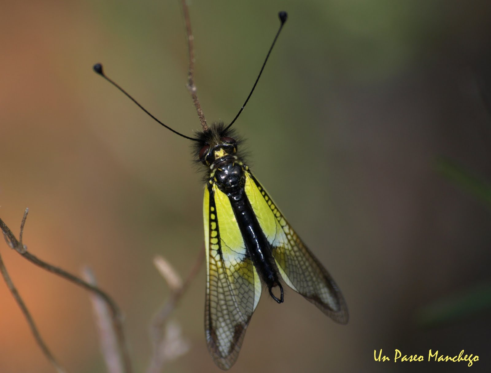 Un Paseo Manchego: Libelloides baeticus. Ni Libélula ni Mariposa.