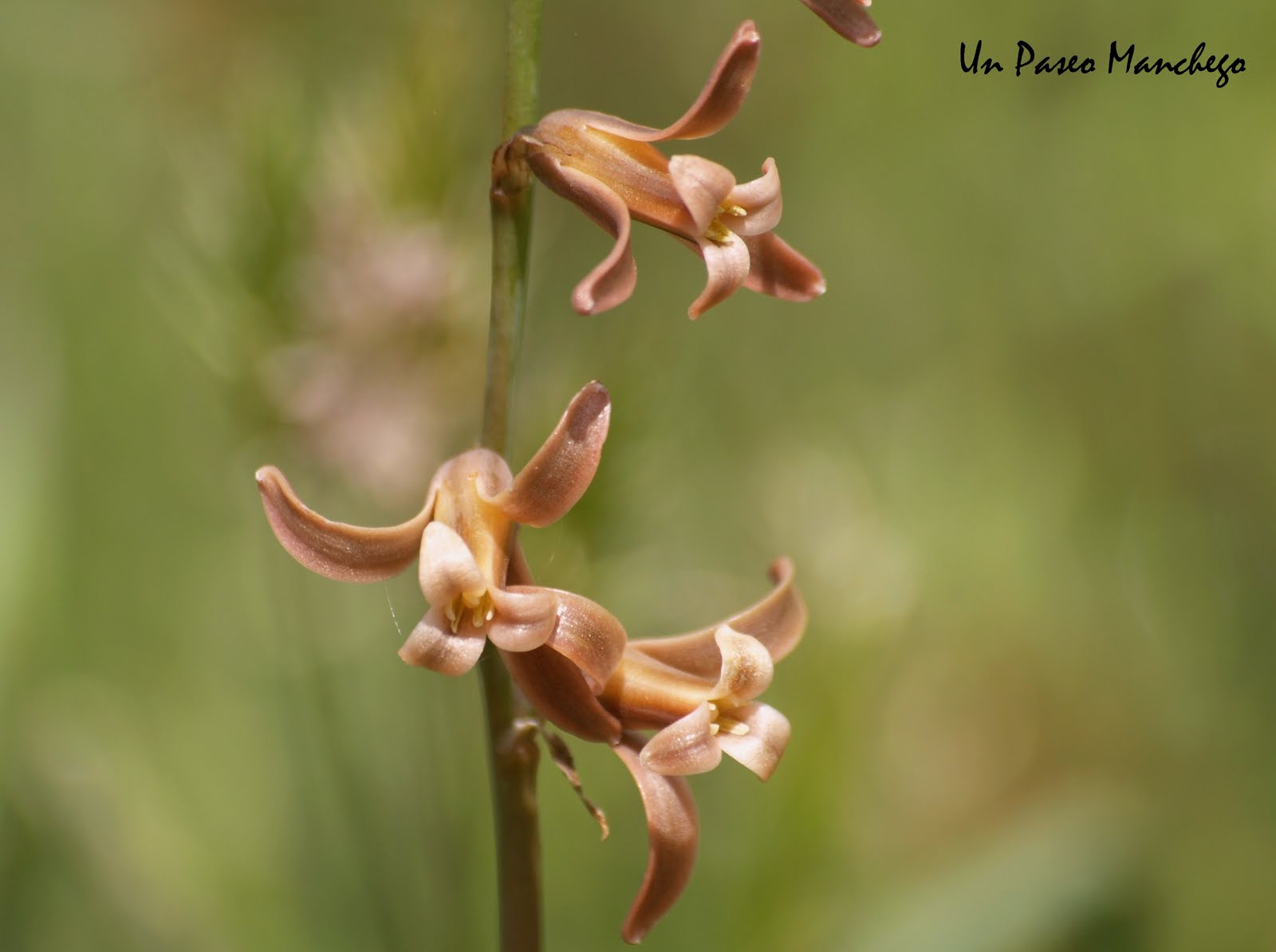 Un Paseo Manchego: El Jacinto Leonado.