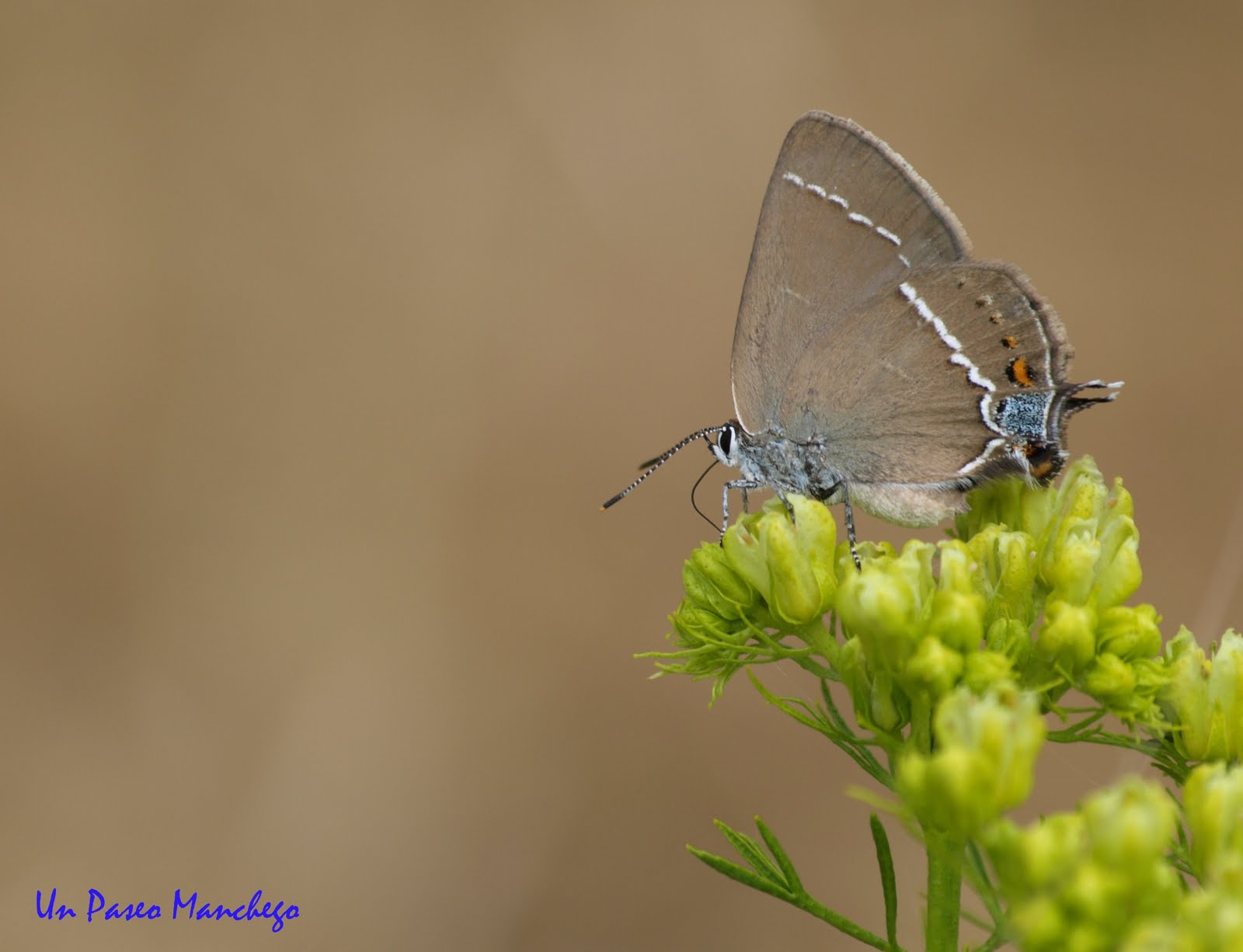 Un Paseo Manchego: Mariposa Mancha Azul.