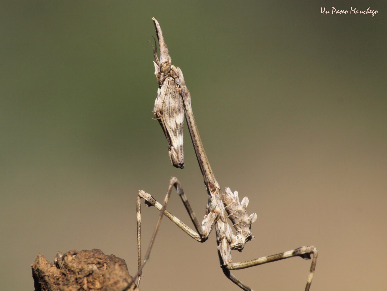 Un Paseo Manchego: “El Planeta Empusa”.