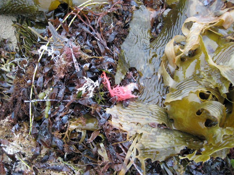 file it: pink seaweed
