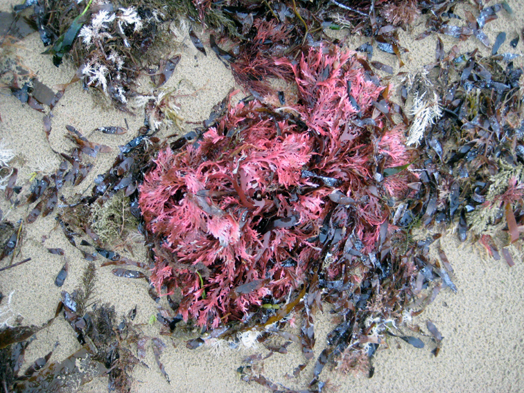file it: pink seaweed