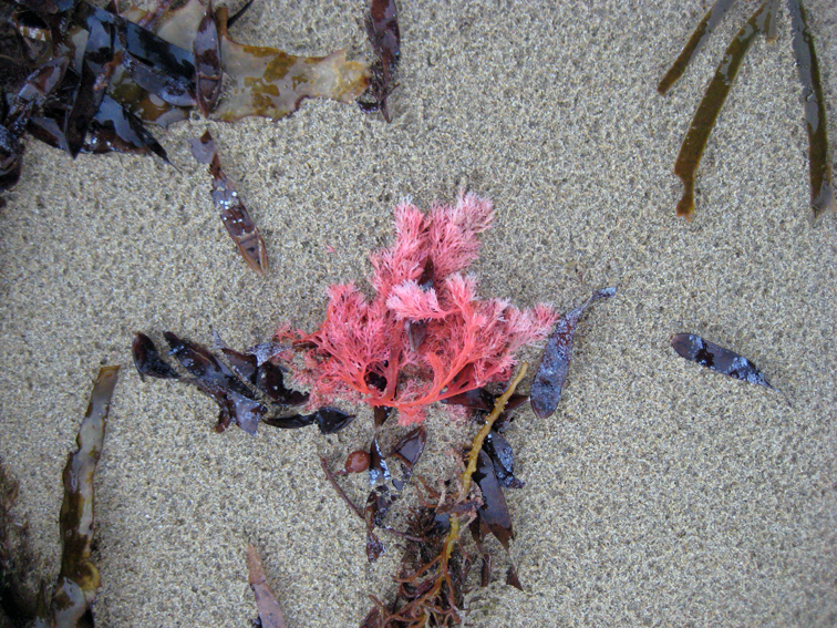 file it: pink seaweed