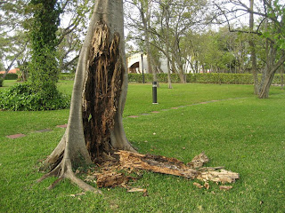 SELVALIN, compartiendo secretos del trópico...: MATAPALO