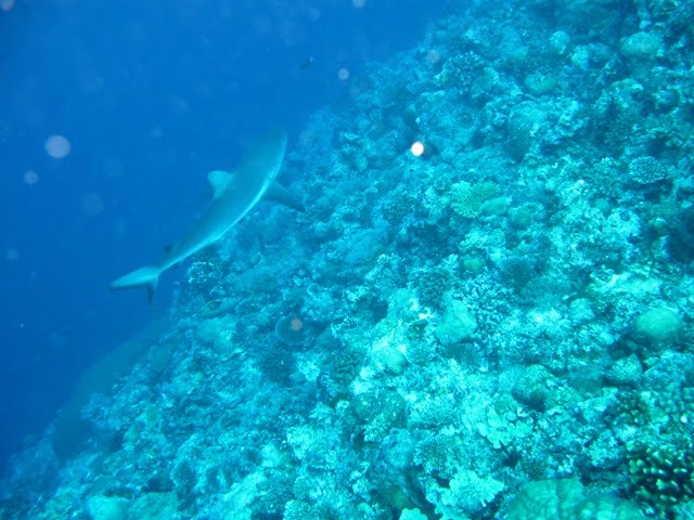 Taiwan, Palau and Thailand: Palau divesites day 4: Blue Hole + Blue ...