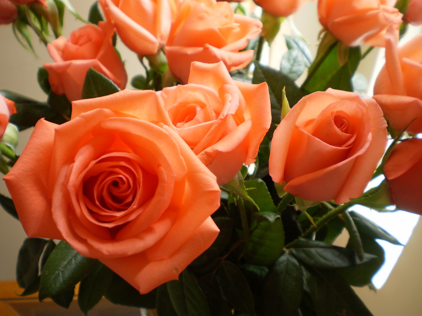 Belas Rosas: Fotos - Rosa Greta