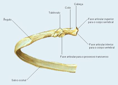 Cinesiologia Central: Sistema Esquelético - Ossos do Tórax