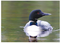 Minnesota's State Bird - the Common Loon