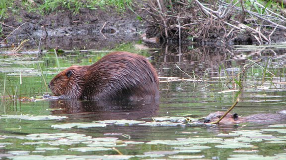What you could see on a N Kawishiwi River Day Canoe Trip in the BWCA
