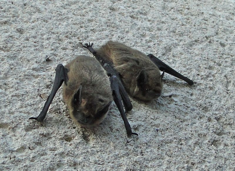 I've now taken more photos and am taking this opportunity to update the ...