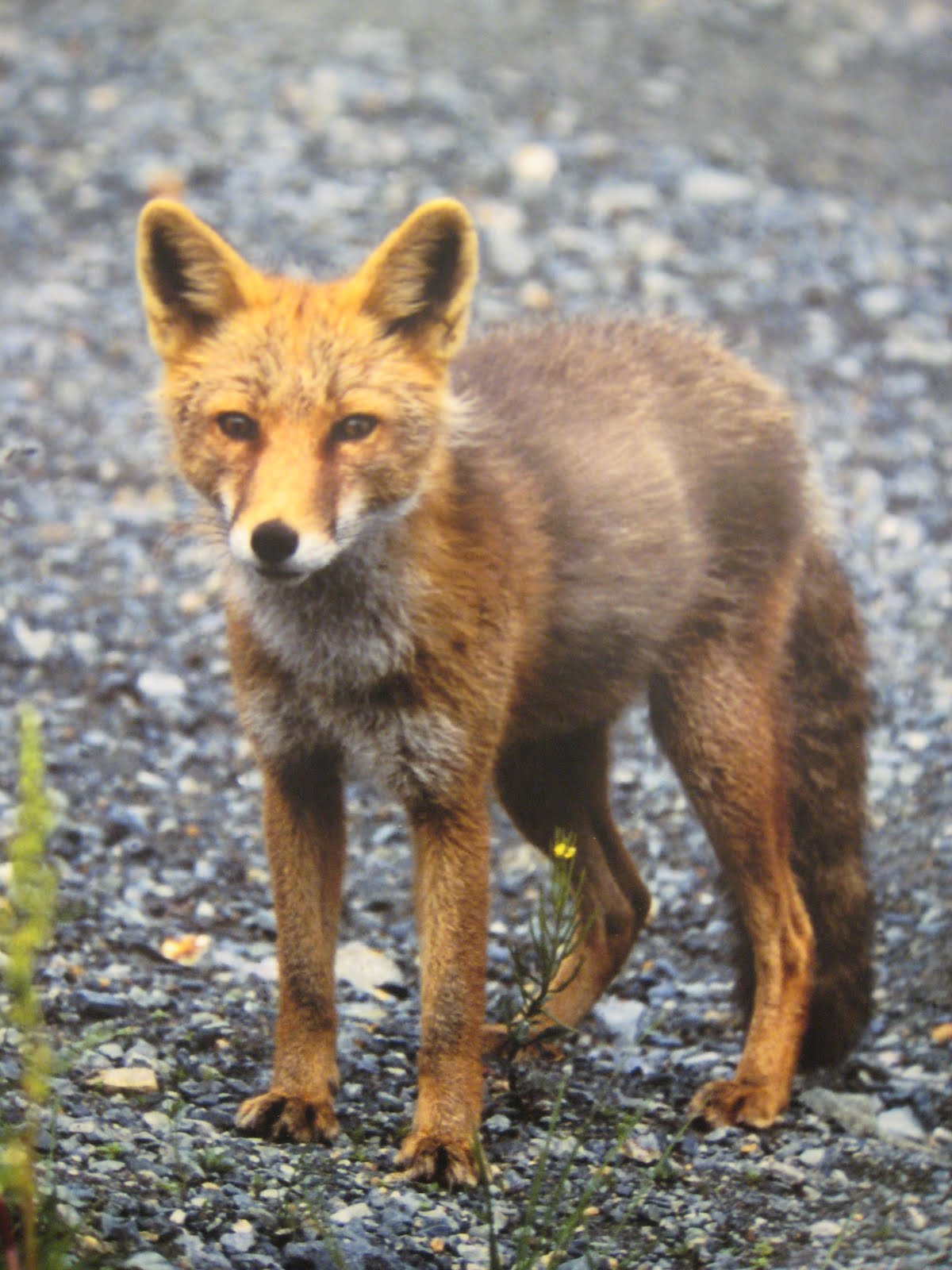 Aleutian Adventure: The "Wild Animals" of Unalaska Island