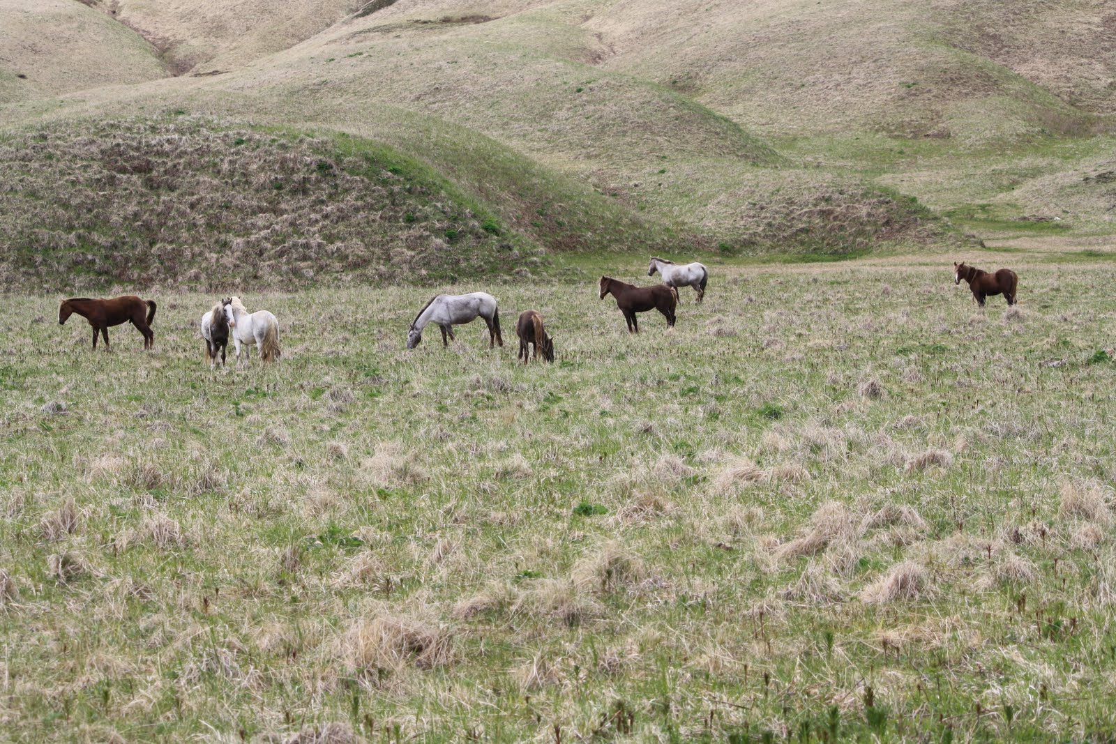 Aleutian Adventure: The "Wild Animals" of Unalaska Island