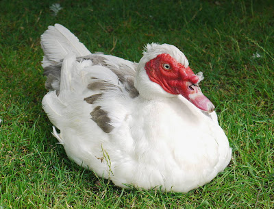 NB AREandARE: Courier challenge completed successfully!