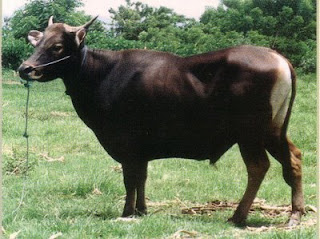 Agrobisnis-pertanian: PEMILIHAN SAPI TERNAK PENGGEMUKAN