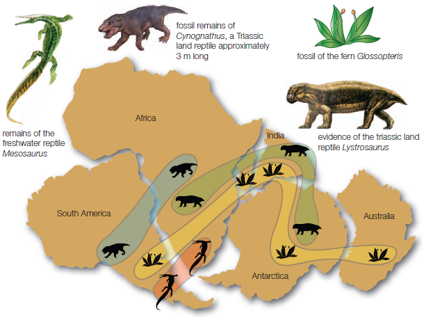 eande: Fossil Distribution