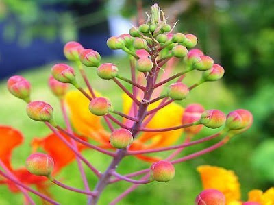 Life is a mirror: Miracle of flower