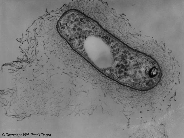 Rhizobium Bacteria Microscope