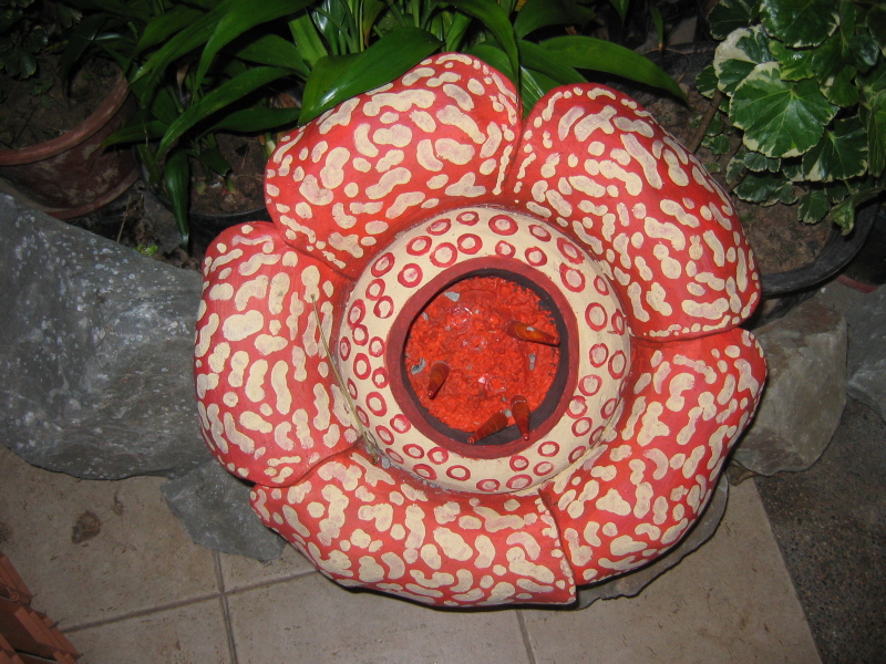 Rafflesia a giant-flowered Poinsettia?*
