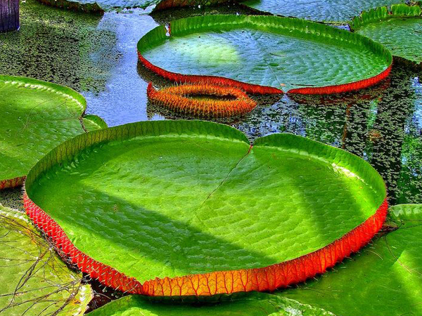 Strange Facts: The World's Largest Leaves: Victoria Amazonica
