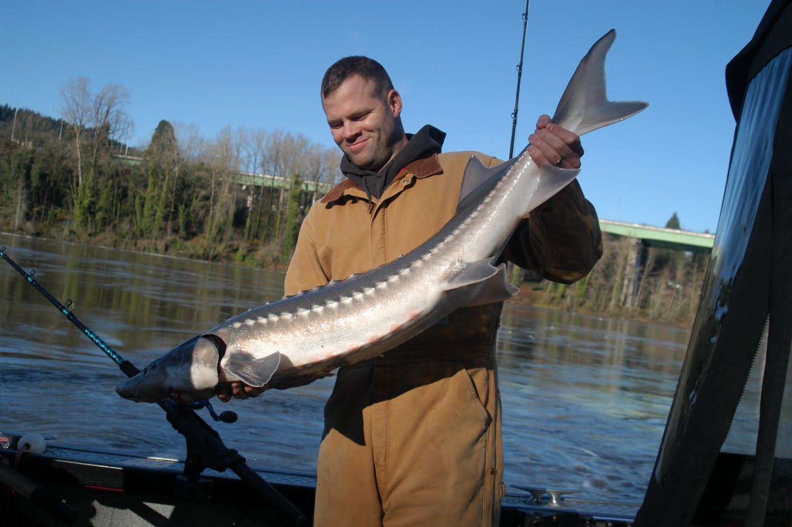 Sturgeon Fishing: Columbia/Willamette sturgeon reports