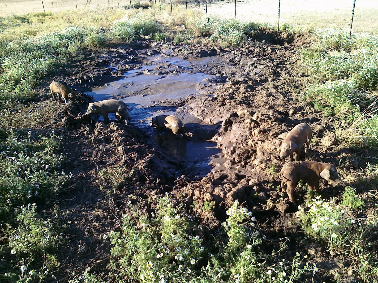 Life With Little Sprouts Farm: Baby pigs discover the mud hole
